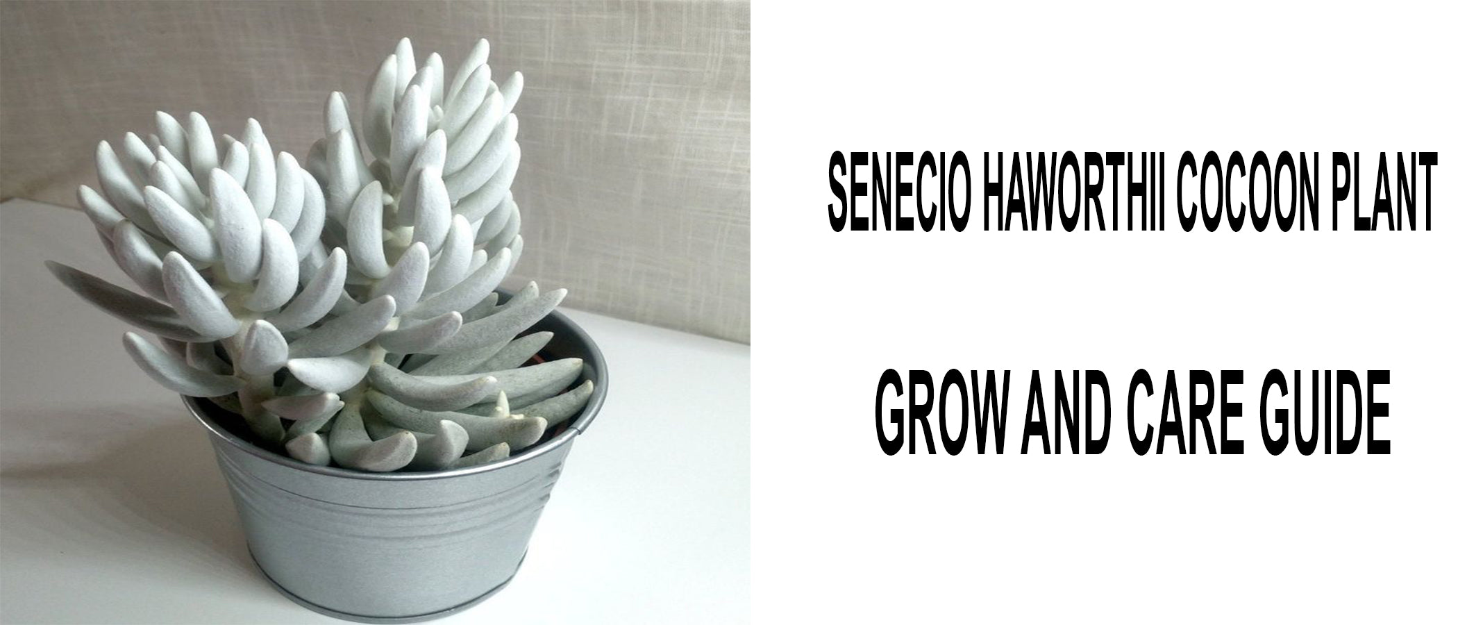 Senecio Haworthii