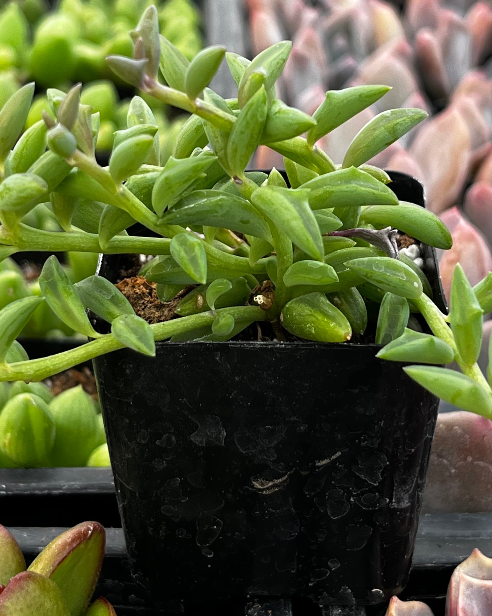 String of Dolphins