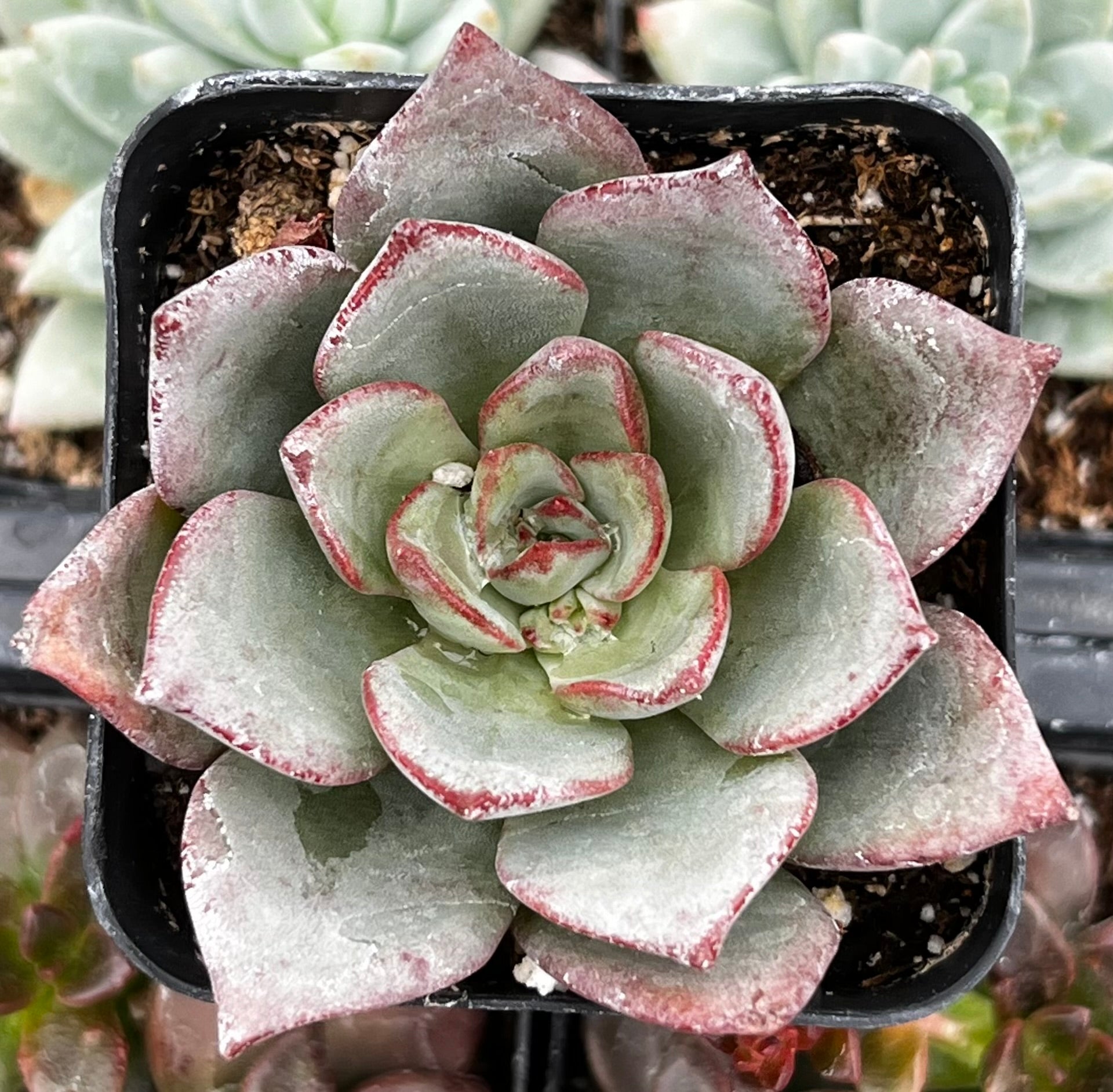 Red Succulents – Page 2