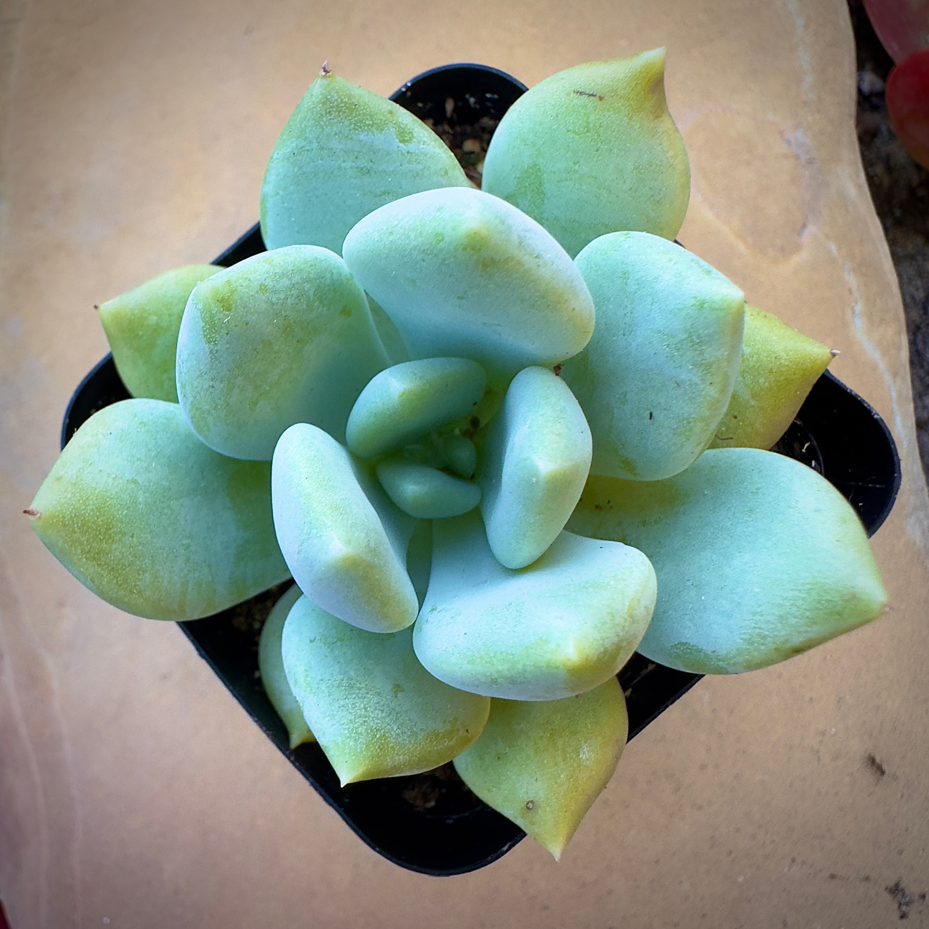 Graptoveria Succulents