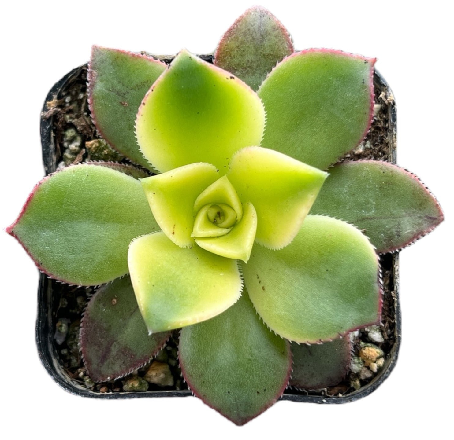 Buy Green Succulents | Ramsey Succulents