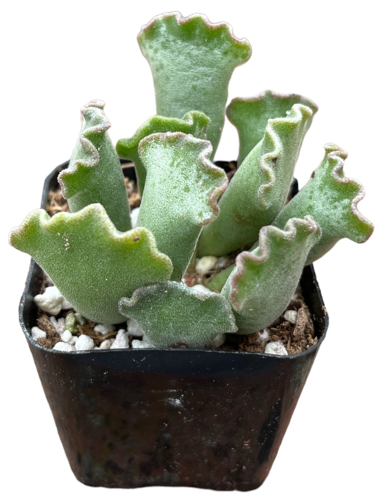 Crinkle Leaf Succulent