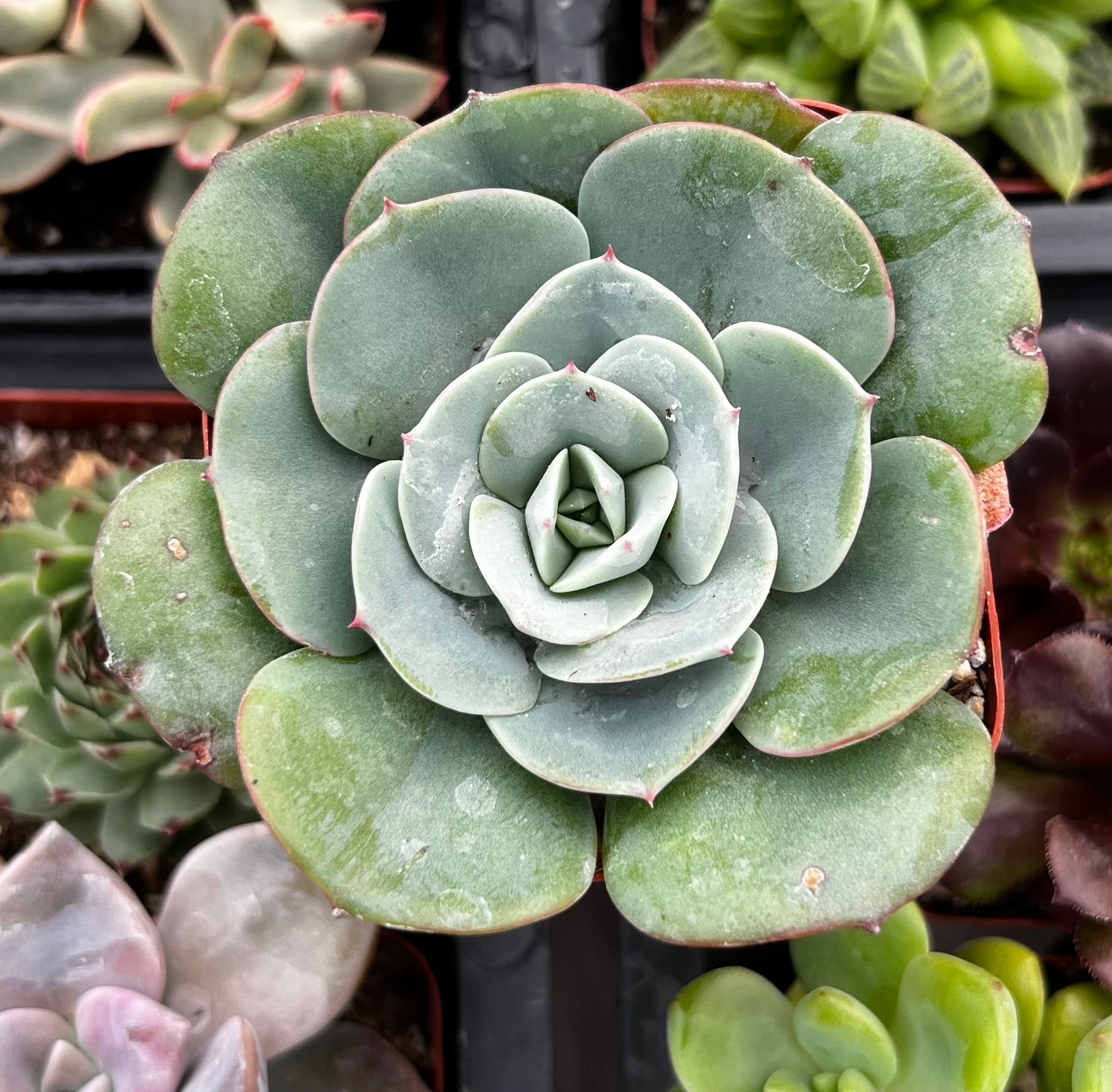 Buy Echeveria Atlantis | Ramsey Succulents