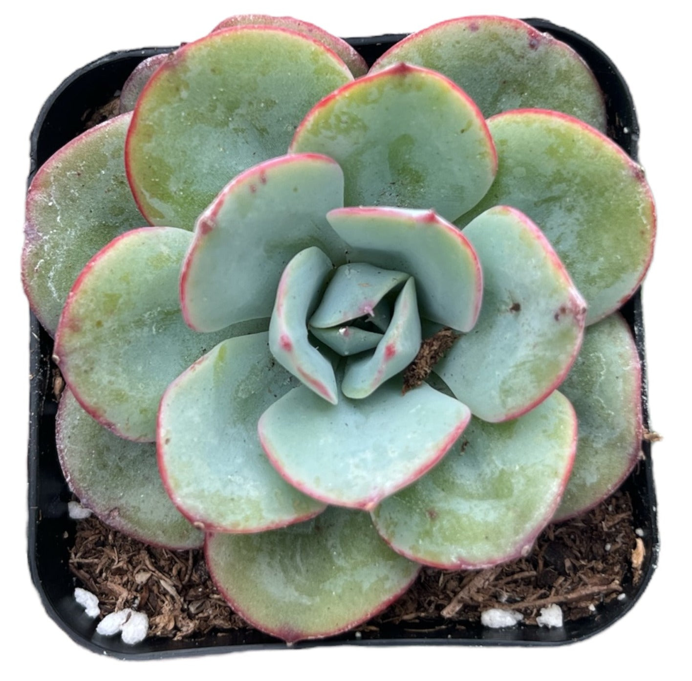 Buy Echeveria Atlantis | Ramsey Succulents
