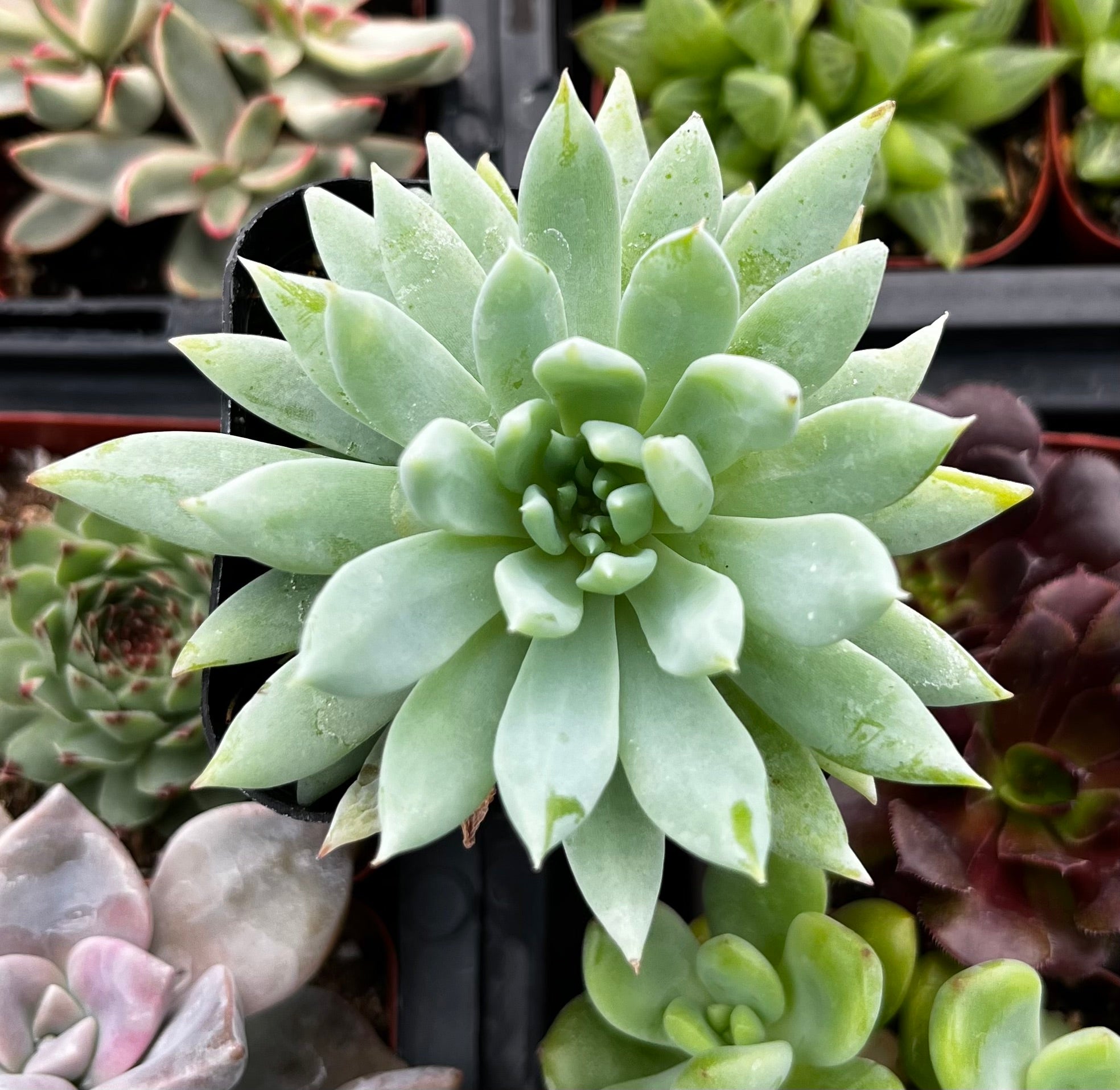 Buy Senecio Vitalis Blue Chalk Fingers | Ramsey Succulents